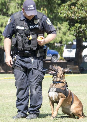 SP Police Dogs Participate in Downtown Demonstration | Gallery ...
