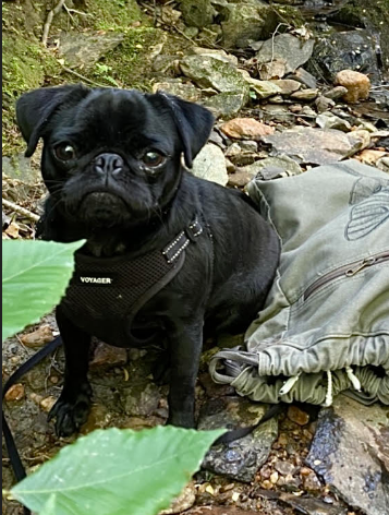 Lost Dog, Black Pug in Robbins UPDATE: FOUND | Pets | thepilot.com