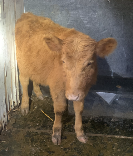 Lost Cow, Young Red Angus Calf in Pinebluff | Pets | thepilot.com