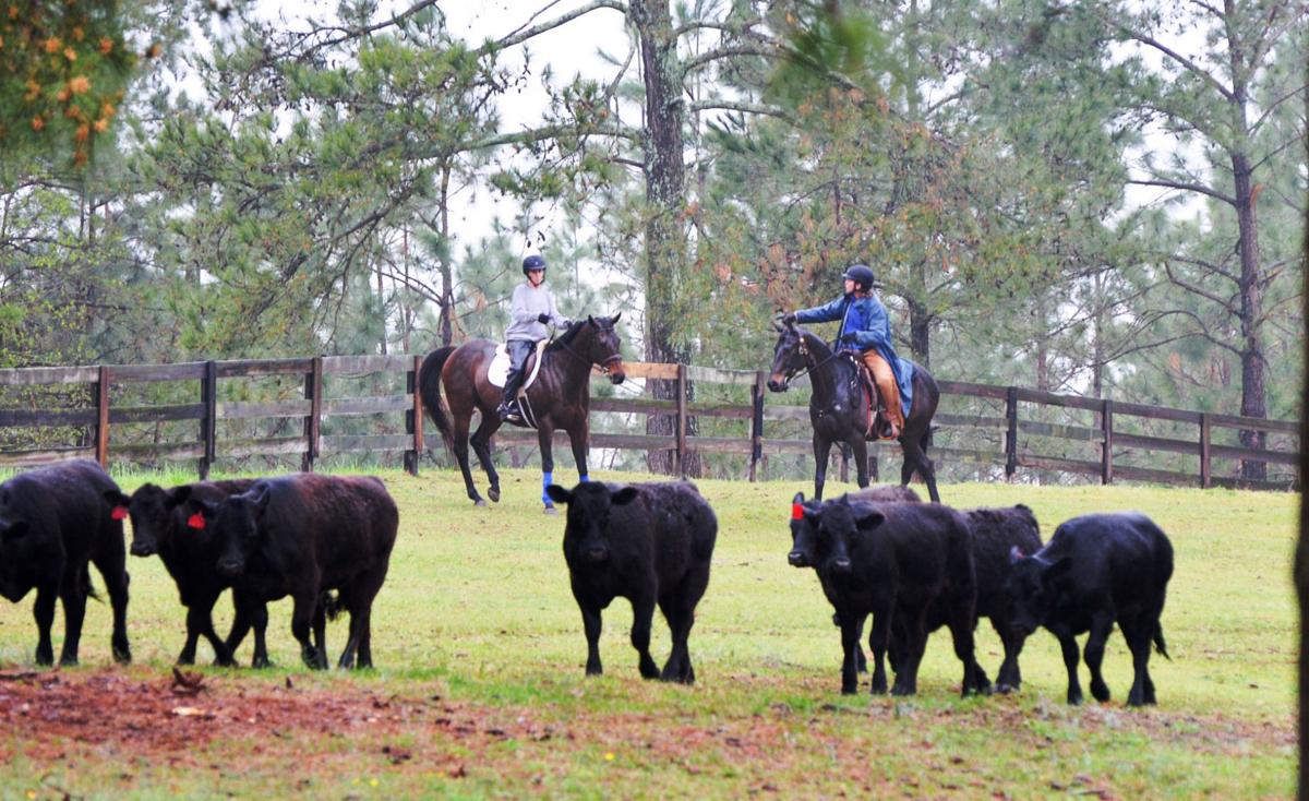 Cattle Movers | Multimedia | thepilot.com