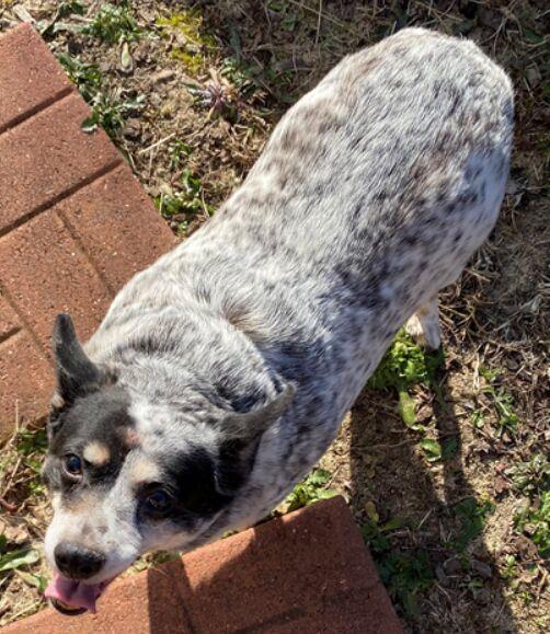 Found Dog, Tricolor Merle Feist/Cattle Dog? Mix in Southern Pines ...