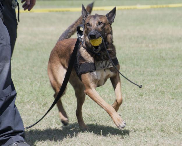 SP Police Dogs Participate in Downtown Demonstration | Gallery ...