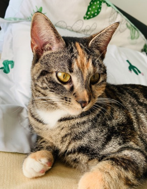 Lost Cat, Tortoiseshell Tabby Cat in Seven Lakes | Pets | thepilot.com