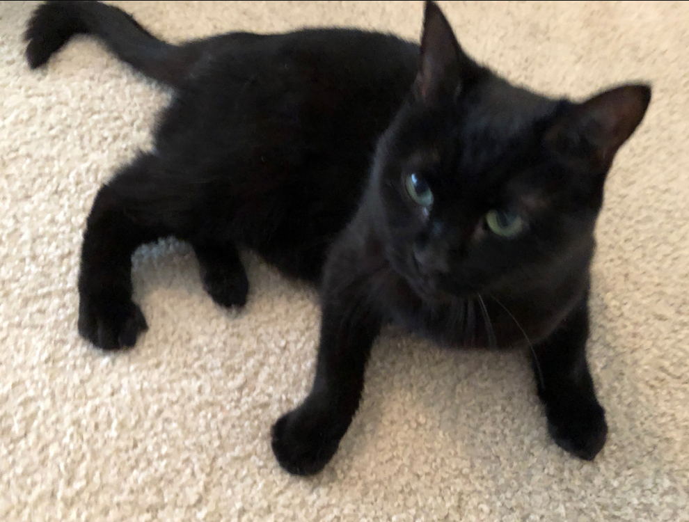 Found Cat, Young Black Cat in Fayetteville | Pets | thepilot.com