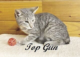 Pet of the Week: Top Gun | Features | thepilot.com