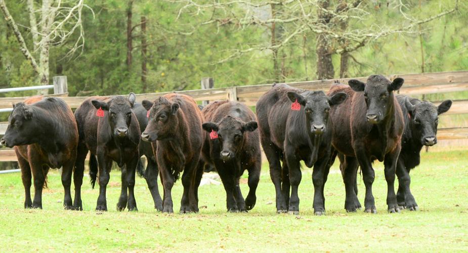 Cattle Movers | Multimedia | thepilot.com