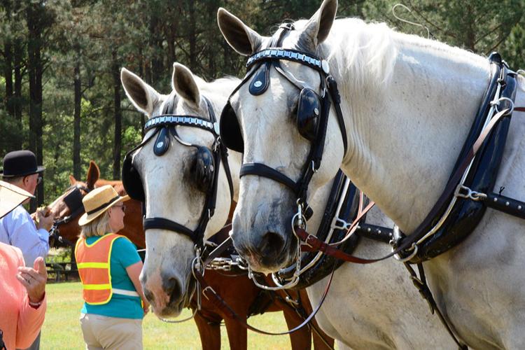 Four-in-Hand Carriage Driving at Big Sky Farm | Hoofbeats | thepilot.com
