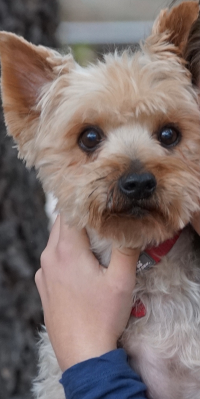 Lost Dog, Yorkshire Terrier in Southern Pines UPDATE: FOUND | Pets ...