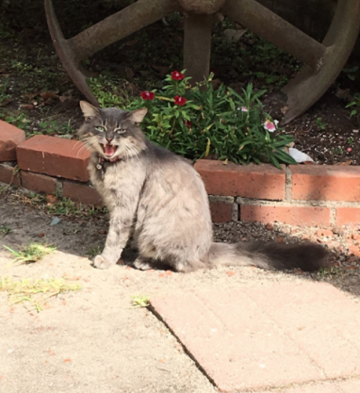 Lost Cat, Long Haired Gray Cat in Historic Cameron UPDATE: FOUND | Pets ...