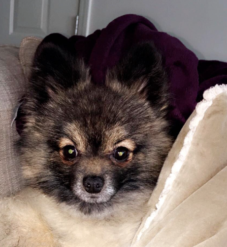 Lost Dog, Pomeranian in Cameron (Harnett Co/Linden Oaks) UPDATE: STILL ...