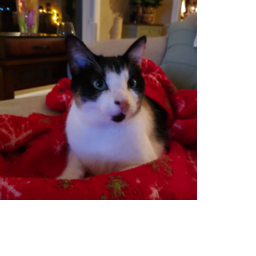 Lost Cat, Calico Cat in Pinehurst | Pets | thepilot.com