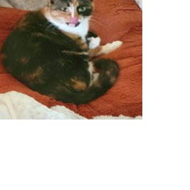 Lost Cat, Calico Cat in Southern Pines UPDATE: HOME | Pets | thepilot.com