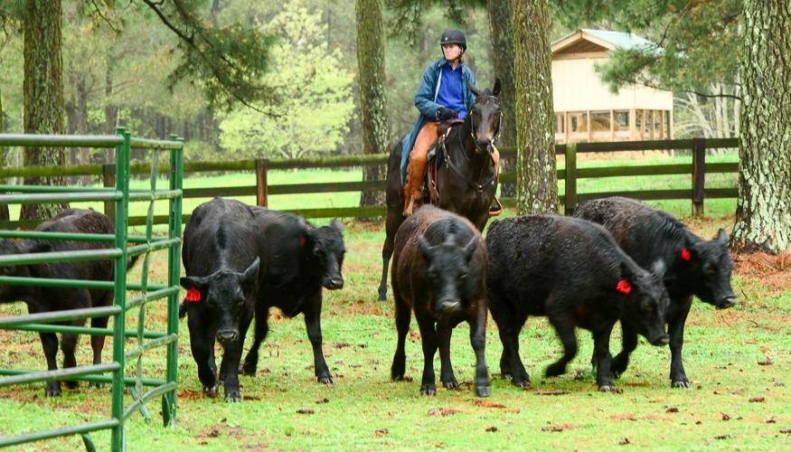 Cattle Movers | Multimedia | thepilot.com