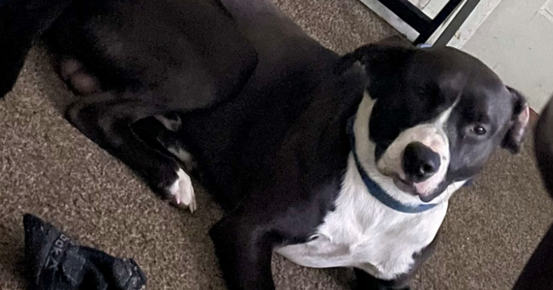 Lost Dog, Brindle and White Lab/Pit Mix in Aberdeen | Pets | thepilot.com