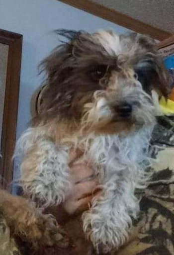 Lost Dog, Black and White Yorkie/Poodle Mix in Carthage | Pets ...