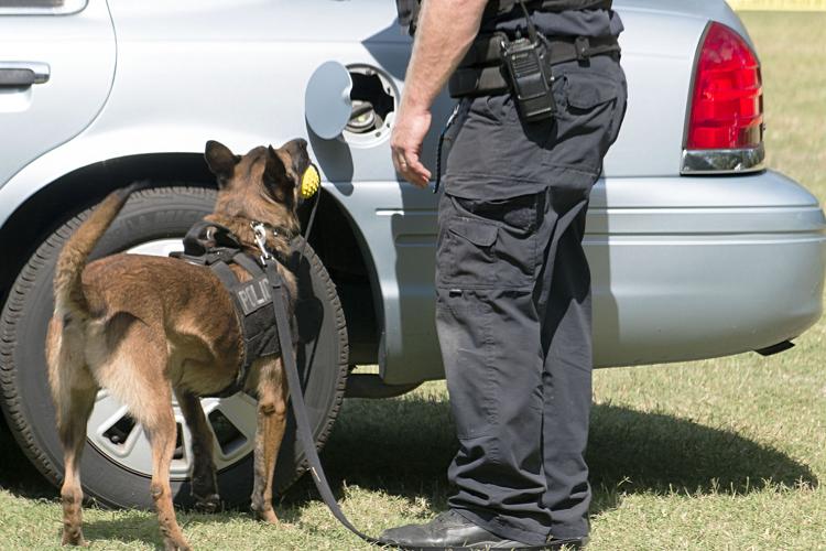 SP Police Dogs Participate in Downtown Demonstration | Gallery ...