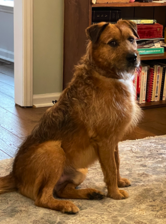 Lost Dog, Brownish Red Terrier Mix in Southern Pines UPDATE: FOUND ...