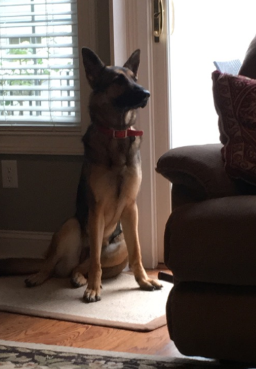 Lost Dog, German Shepherd in Cameron UPDATE: FOUND | Pets | thepilot.com