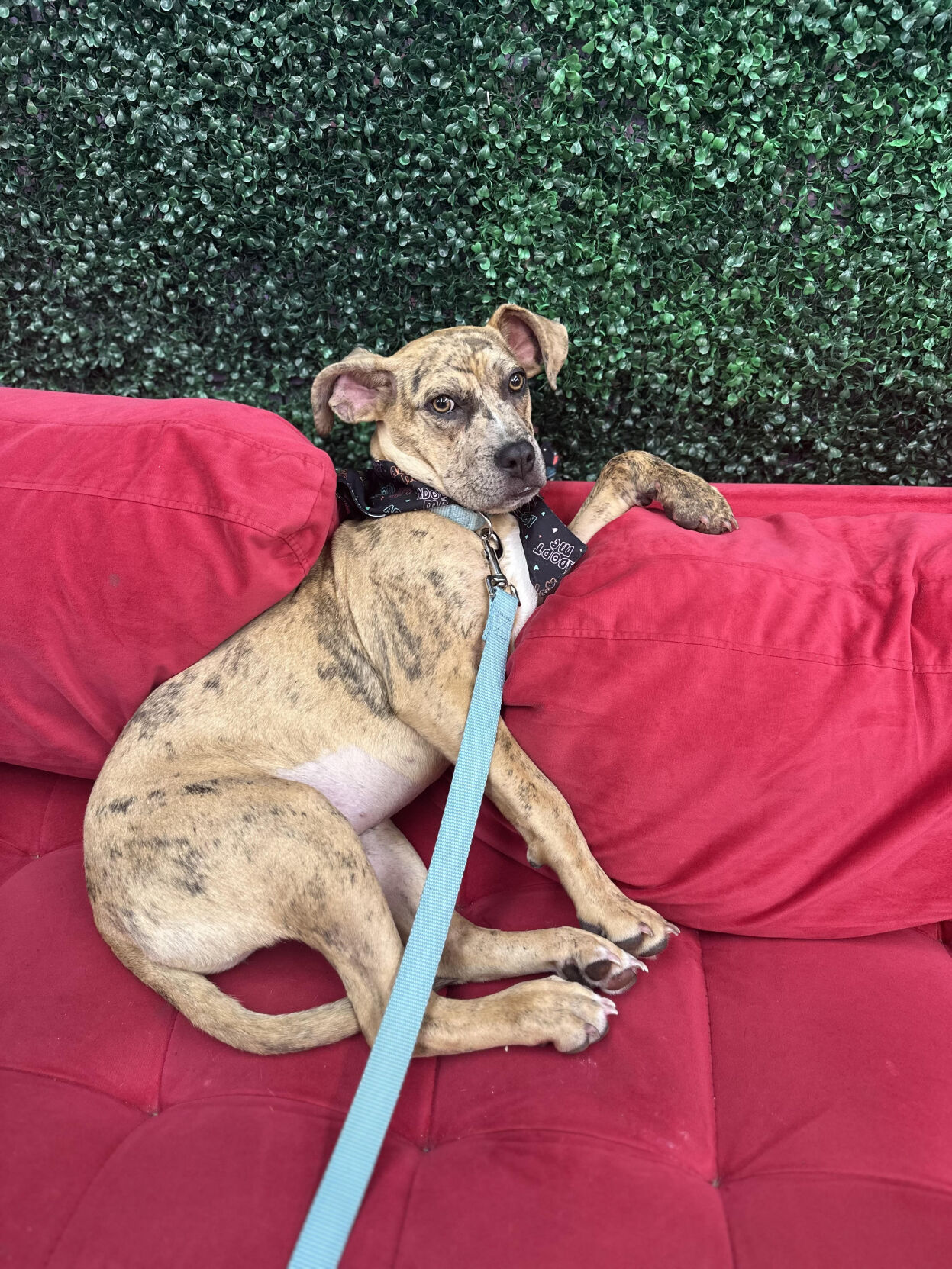 Pet of the Week: Lima | Features | thepilot.com