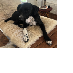 Lost Dog, Black and White Pointer Mix in Pinehurst UPDATE: FOUND | Pets ...