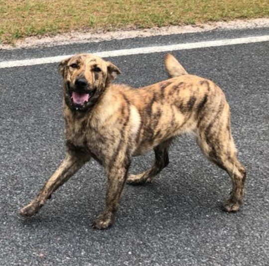 What Breeds Of Dog Are Brindle
