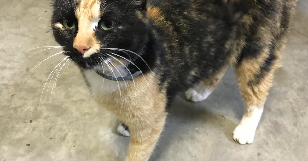 Found Cat, Calico Cat in Southern Pines UPDATE: HOME | Pets | thepilot.com