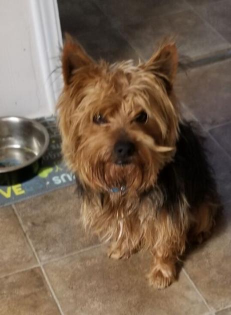 Lost Dog, Yorkshire Terrier in Putnam | Pets | thepilot.com