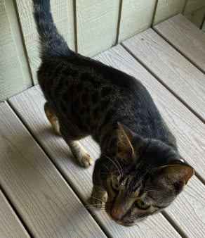 Found Cat, Dark Gray Tabby in Pinehurst | Pets | thepilot.com