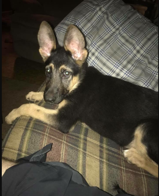 Lost Dog, German Shepherd in Jackson Springs UPDATE: FOUND | Pets ...