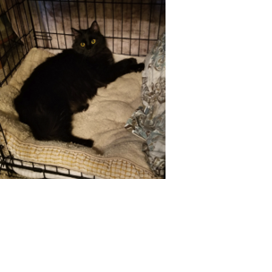 Lost Cat, Medium Haired Black Cat in Southern Pines UPDATE: FOUND ...