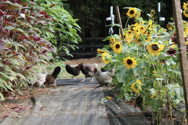 Farm Offers Autumn U-Pick, Build Your Own Bouquets | Business ...