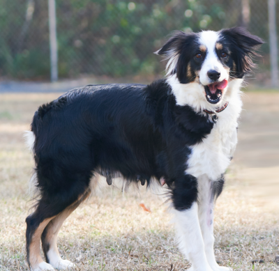 australian shepherd puppies coloring pages