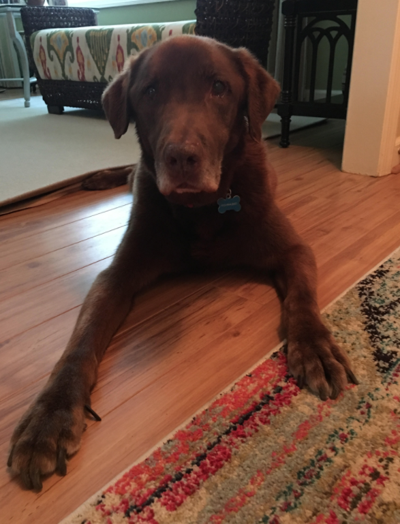 Lost Dog, Chocolate Lab in Aberdeen (Bethesda Farms) UPDATE: FOUND ...