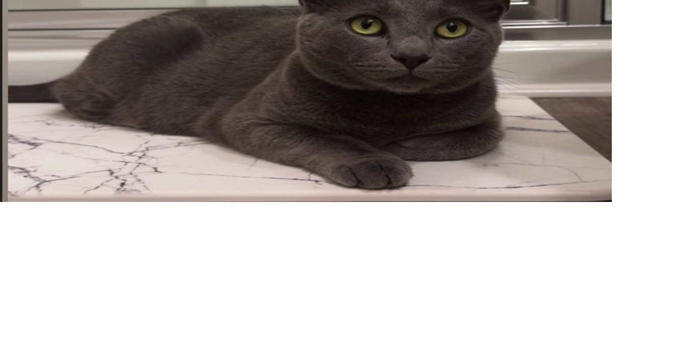 Lost Cat, Solid Grey Cat in Carthage | Pets | thepilot.com