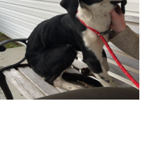 Found Dog, Black and White Pointer Mix in Hoffman | Pets | thepilot.com