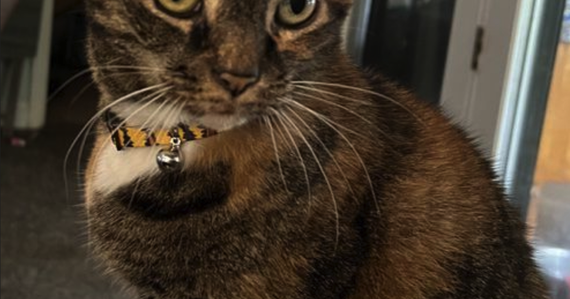 Lost Cat, Tortie Tuxedo Calico Cat in Pinehurst | Pets | thepilot.com
