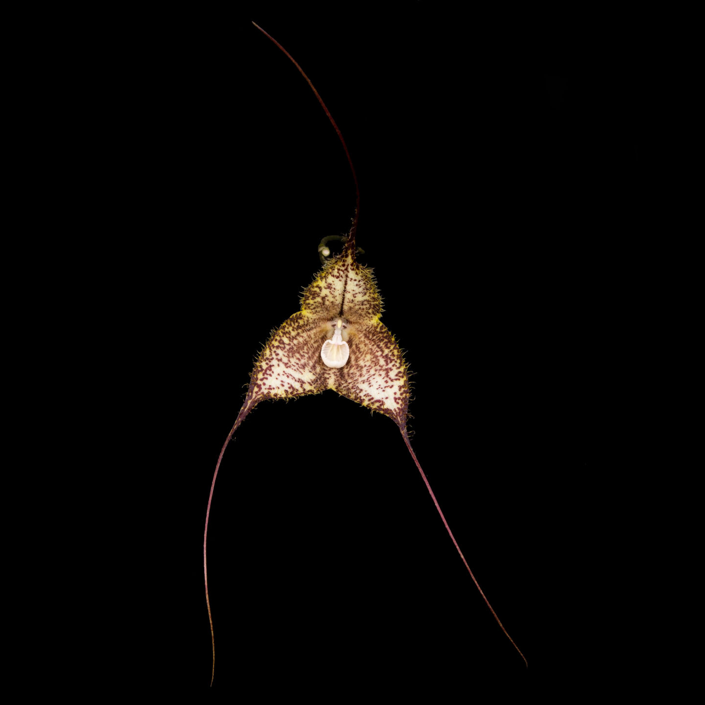 From the Crypt: Triumph of the Dracula Orchid | Features | thepilot.com