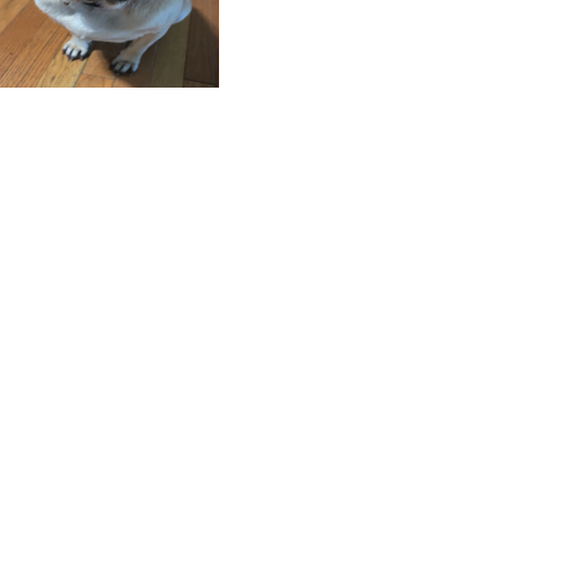 Lost Dog, Tan and Black Pug in Robbins | Pets | thepilot.com