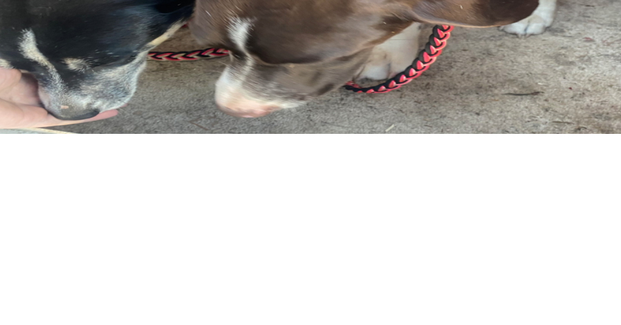 Found Dogs, Two Dogs (German Shorthaired Pointer/Husky Mix) in ...