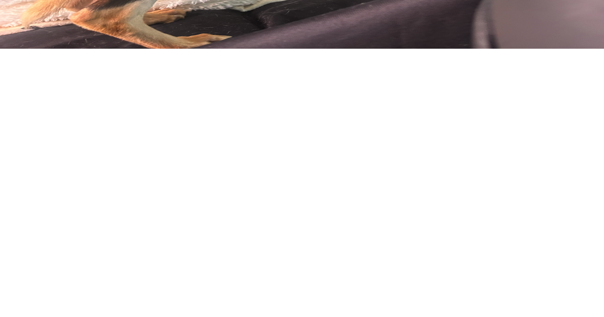 Found Dog, Young Feist Mix in Aberdeen | Pets | thepilot.com