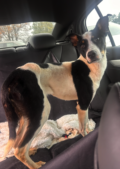 Found Dog, Young Feist Mix in Aberdeen | Pets | thepilot.com