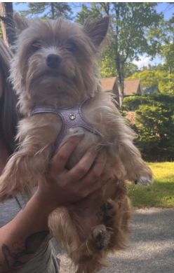 Found Dog, Yorkshire Terrier in Pinehurst | Pets | thepilot.com