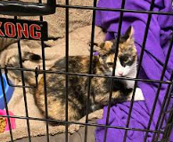 Found Cat, Calico Cat in West End | Pets | thepilot.com