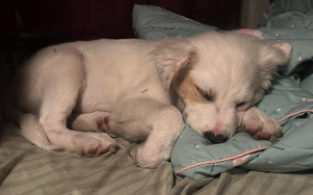 Lost Dog, Mostly White Shepherd Puppy in Aberdeen UPDATE: FOUND | Pets ...