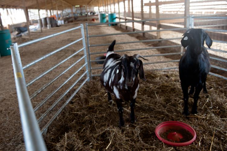 Down on the Goat Farm | Gallery | thepilot.com
