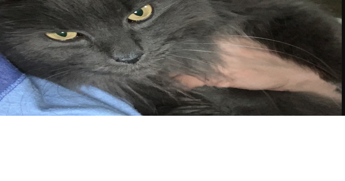 Lost Cat, Solid Grey Cat in Vass | Pets | thepilot.com