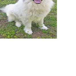 Pet of the Week: Benny | Features | thepilot.com