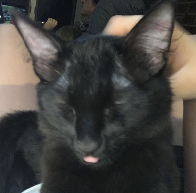 Lost Cat, Young Black Cat in Southern Pines | Pets | thepilot.com