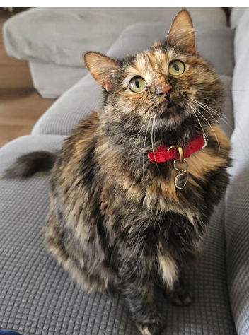 Lost Cat, Medium Haired Tortoiseshell Cat in Cameron | Pets | thepilot.com