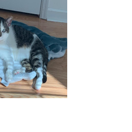 Lost Cat, White and Gray/Black Tabby in Aberdeen | Pets | thepilot.com